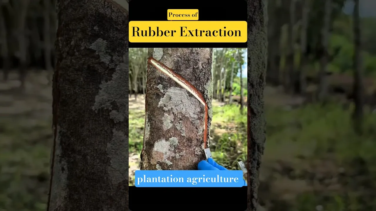 how rubber is extracted #rubberplantation #rubbertreeplant #viralvideo ...